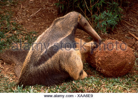 Giant anteater feeding from termite mound {Myrmecophaga tridactyla ...