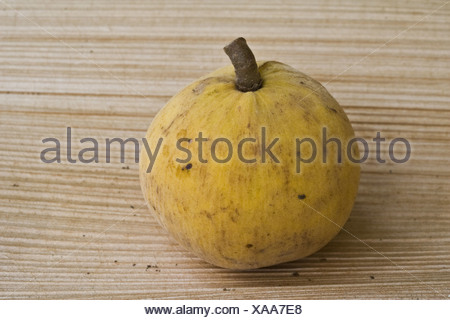 Santol (Sandoricum koetjape) ripe fruit on tree, Palawan Stock Photo ...