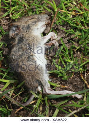 A small dead mouse Stock Photo: 20451607 - Alamy