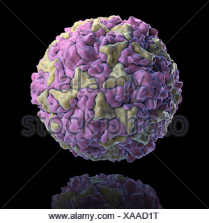 Structure Human Rhinovirus (PDB 4RHV). Rhinoviruses are most common ...