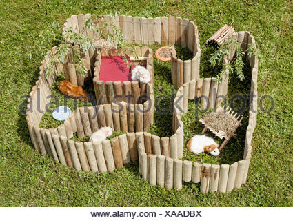 Guinea Pig Cavie Four adults playground food toys shelters Germany ...