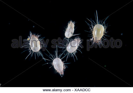 House dust mite Glycyphagus domesticus mites Stock Photo - Alamy