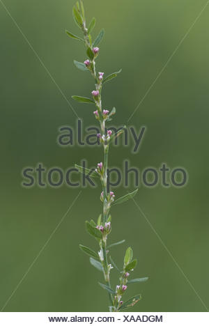 Common knotgrass (Polygonum aviculare) a prostrate creeping flowering ...