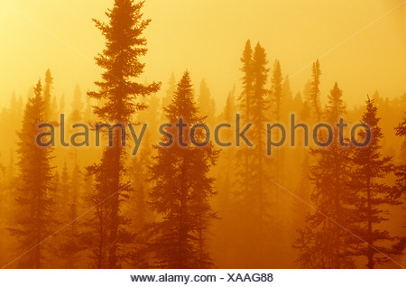 Black Spruce Trees / Boreal Forest growing in Mackenzie River Delta ...