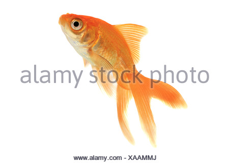 goldfish, common carp, fantail (Carassius auratus auratus Stock Photo ...