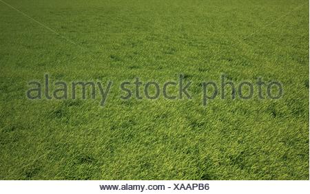 Grass meadow, bird eye view, with a heart shape cut grass in the Stock ...