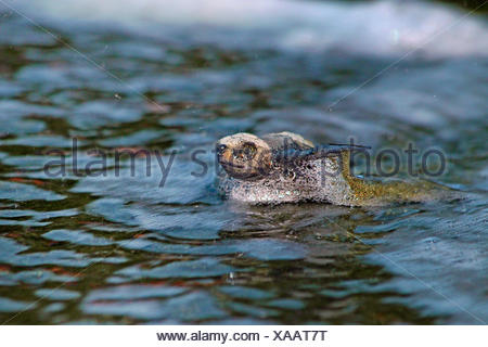 olive ridley (sea turtle), Pacific ridley turtle (Lepidochelys Stock ...