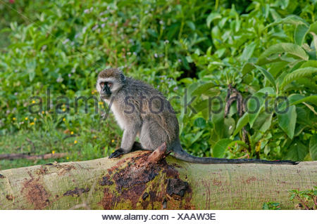 monkey with long tail Stock Photo: 107045674 - Alamy