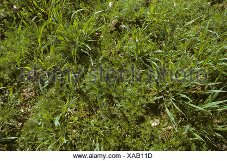 Severe arable weed infestation in a garden vegetable patch with young ...
