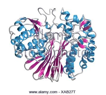 Gamma-glutamyltranspeptidase 1 (GGT 1, gamma-GT, gamma-glutamyl Stock ...