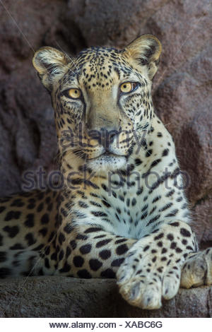 Male Arabian Leopard (Panthera pardus nimr) seen through wire fencing ...