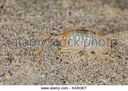 Sand hopper, Sand-hopper, Sandhopper, Greater sandhopper (Talitrus ...