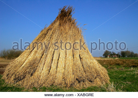 Reed bundles - reed packs (Phragmites australis) (Phragmites Stock ...