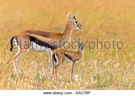 THOMSON’S GAZELLE Gazella thomsoni close up of the feet and hooves ...