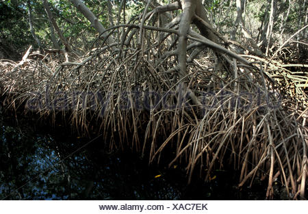 Venezuela South America Mangrove Roots Nature Forest Tropical Laguna ...