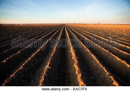 Ridges in field Stock Photo: 24324239 - Alamy