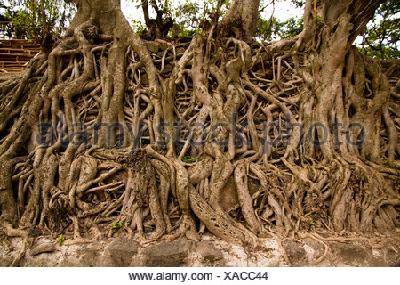 Intertwined tree roots Stock Photo - Alamy