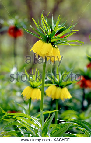 Crown Imperial Lily, Fritillaria imperialis. Growing in Front of Kew ...