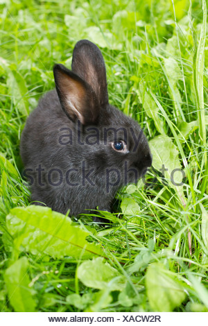 Alaska rabbits, bunny, rabbits, Alaska, breed, rabbit breeding Stock ...