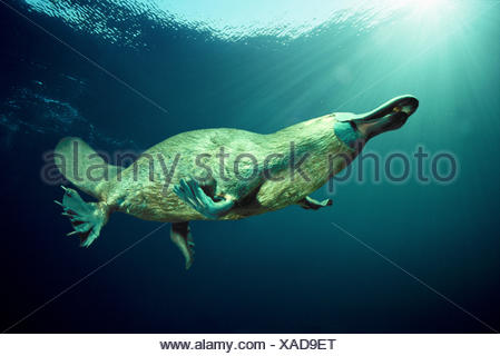Platypus swimming underwater {Ornithorhynchus anatinus} Australia Stock ...