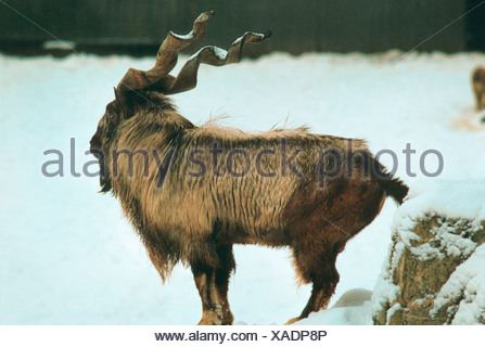 markhor Capra falconeri Koenig side view lateral length length bones ...