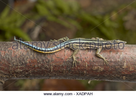 Neon Blue Tailed Tree Lizard (Holaspis guentheri), on a stone Stock ...