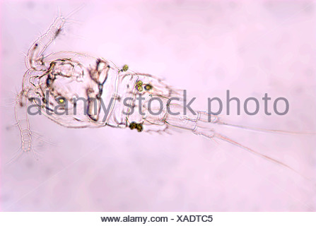 Copepod Cyclops sp. Single Eye Female UK Stock Photo: 15173188 - Alamy
