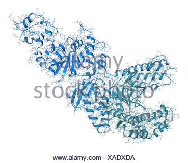 Taq polymerase (Thermus aquaticus polymerase) enzyme bound to DNA, 3D ...