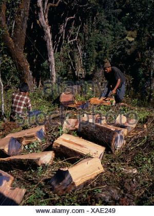 destroy destruction forest forests wood woods woodland woodlands Stock ...