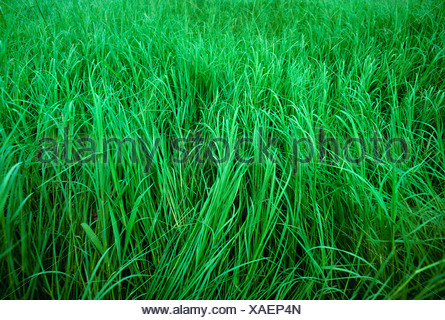 Agriculture - Coastal bermuda grass used for pasture forage and hay ...