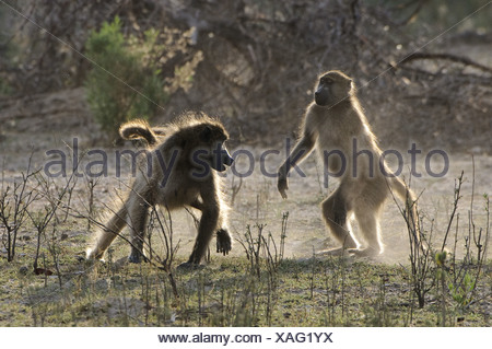 baboon botswana chasing chiefs delta family fight island okavango Stock ...