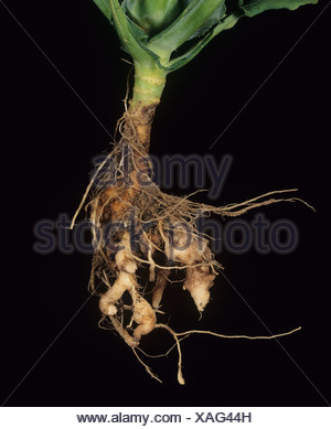 Clubroot (Plasmodiophora brassica) distorted root on a cabbage plant ...