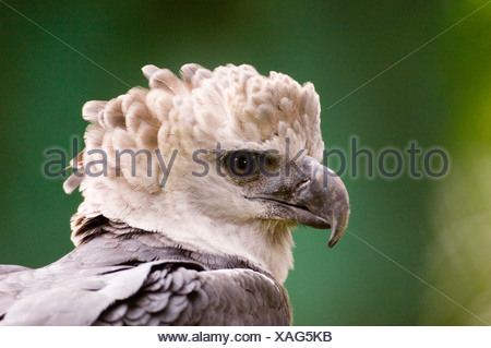 Birds from Panama Harpy Eagle National Bird of Panama Stock Photo ...
