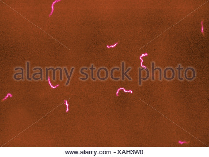 Treponema pallidum bacterium Stock Photo - Alamy