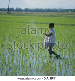 Filipino broadcasting fertilizer onto paddy rice crop Philippines Stock ...