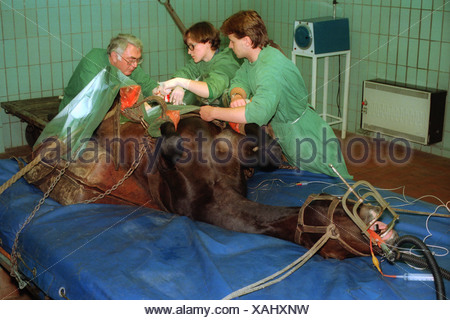 Vets in an operation on horse Stock Photo: 49126928 - Alamy