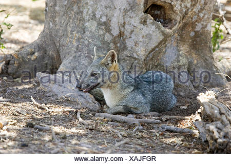 Crab Eating Fox, cerdocyon thous, Adult, Los Lianos au Venezuela Stock ...