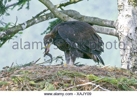 Stone eagles, young animal, side view, eyrie, sit, Mau Reportage Stock ...