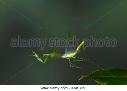 Tropical praying mantis, order Mantodea, in the cloud forests of Stock ...