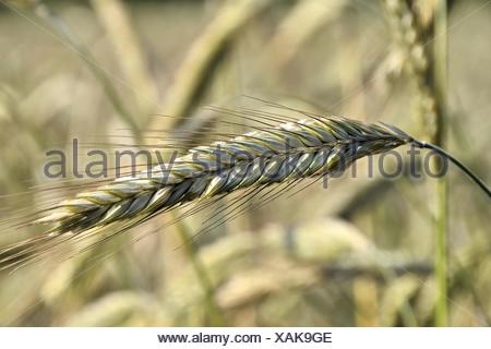 Grain varieties: Rye (Secale cereale), Oats (Avena), Wheat Stock Photo ...