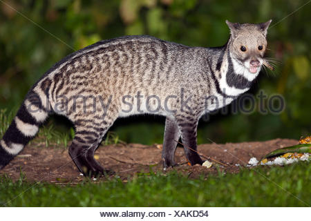Large Indian civet, Viverra zibetha. Near threatened. (Civet, Viverra ...