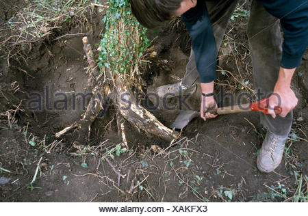 Close-up of a gardener digging out the roots of a small tree FOR Stock ...