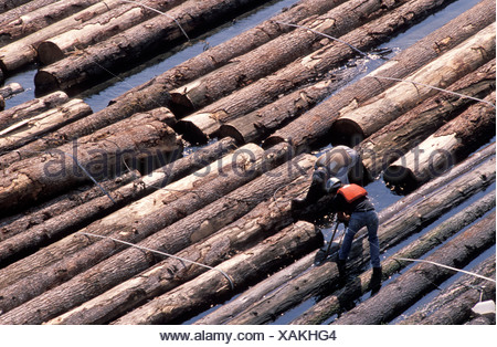 Floating Cut Logs Down a River Stock Photo: 2214016 - Alamy