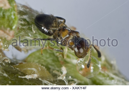 Parasitoid wasp, Encyrtus infelix, commercial biological control Stock ...