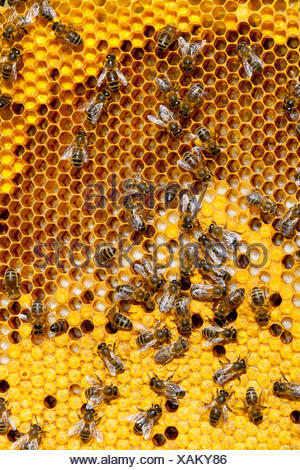 Nurse bees in a brood showing three stages of development of the bee ...