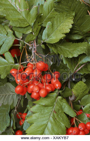 Sorbus intermedia red fruits, plant called Swedish Whitebeam Stock ...