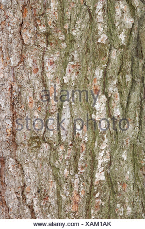 aleppo pine (Pinus halepensis), bark, Spain, Balearen, Majorca Stock ...