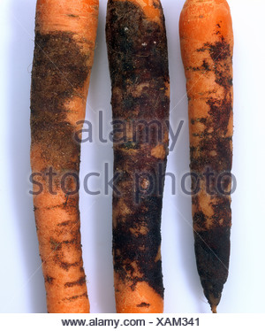 Violet root rot Helicobasidium purpureum storage rot on harvested Stock ...