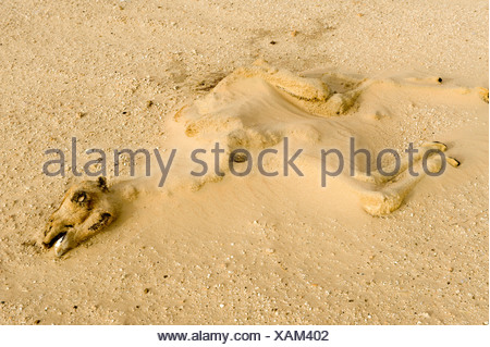 A dry long dead camel calf carcass half buried by sand in the desert ...