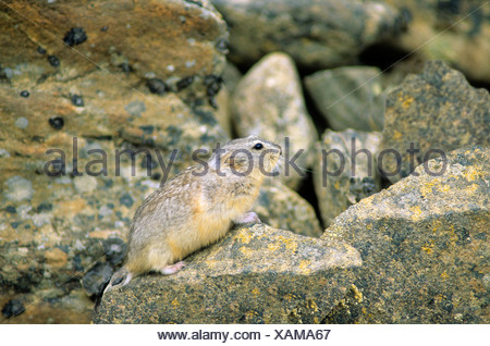 Northern collared lemming (Dicrostonyx groenlandicus), Banks Island ...